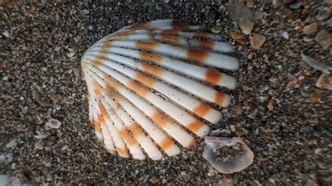 5 In 1 Mobile Phone Camera Lens Kit Adcom India