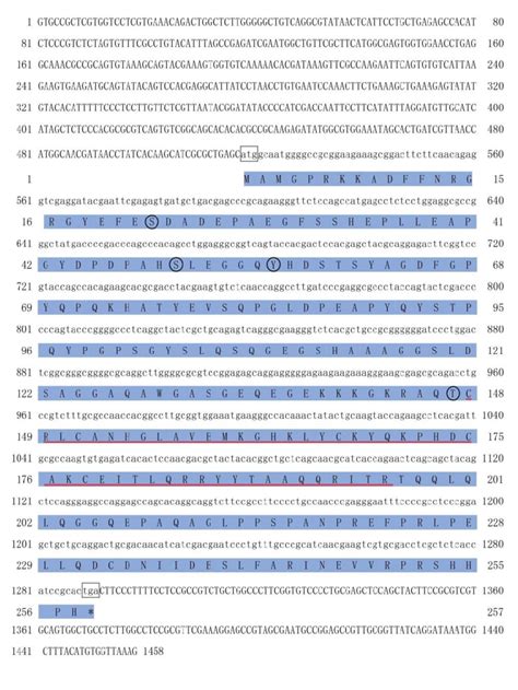 Nucleotide And Amino Acid Sequences Of Pmdsx The Initiation Codon Download Scientific Diagram