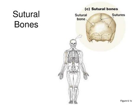 Ppt Bone And Skeletal Tissue Powerpoint Presentation Free Download Id 1825744