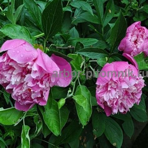 Саженцы пиона древовидного Цветочная роса купить в Москве и Подмосковье ...