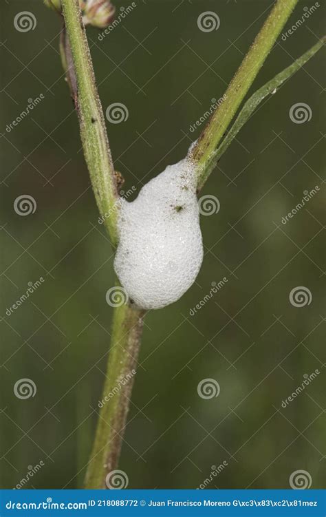 Foam Cicada Meadow Froghopper Spittlebug Saliva Like White Secretions On Stems And Shoots Of