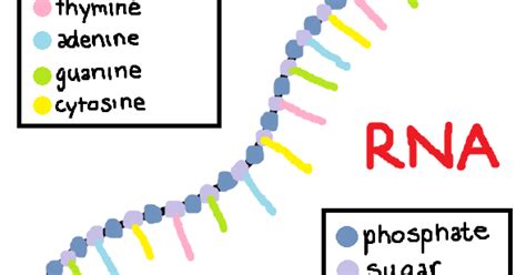 Knowledge Class Rna Natures Tiny Messenger