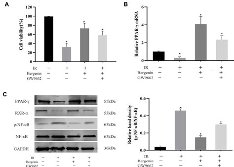Bergenin Activates Ppar γ And Inhibits Phosphorylation Of Nf κb P65 In
