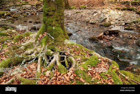 Tree Roots Near The River Stock Photo Alamy