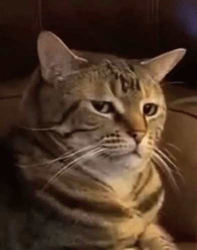 Tenor Cat Meme Tenor Cat Discover And Share S
