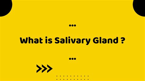 Salivary Gland Stem Cells And Final Editionpptx