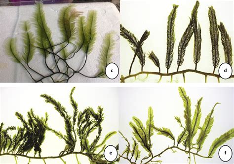 Figure 1 From The Use Of The Hyperbolic Smoothing Clustering Algorithm In Taxonomy Of Macroalgae