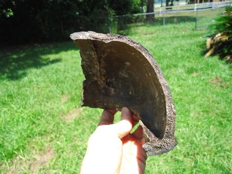 Huge Section Of Extinct Giant Box Turtle Shell Recently Sold Fossils Prehistoric Florida