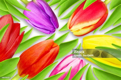 흰색 배경 클로즈업에 대해 격리 된 다양한 다채로운 튤립 꽃 나무에 대한 스톡 사진 및 기타 이미지 꽃 나무 꽃 식물