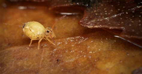 Real Monstrosities Springtail