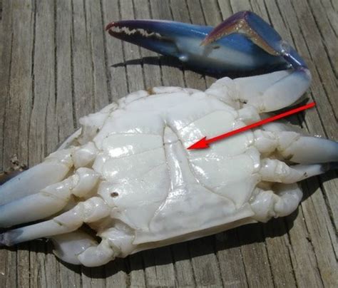 Sexing NOAA Teacher At Sea Blog