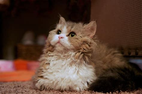15 Weirdest Looking Cat Breeds