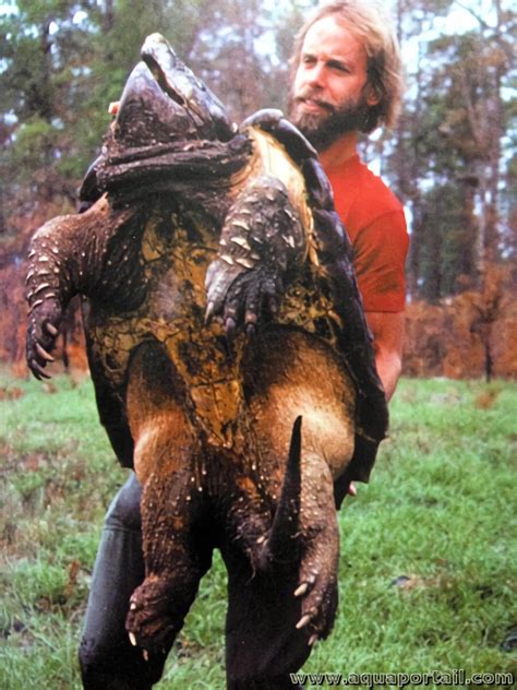 La Tortue Alligator Macrochelys Temminckii