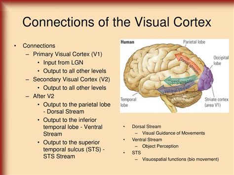 Image Result For Visual Cortex Diagram Visual Cortex
