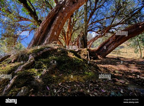 Paper Tree Polylepis Incana Beautiful Detail Of Native Forest In The Peruvian Andes Shows