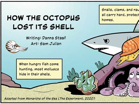 Answering The Most Asked Questions About My Octopus Teacher From A Science Perspective