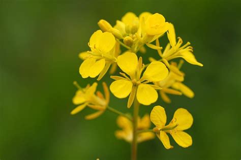 식물 갓 식물 생물종 Bric