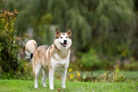 Full Grown Siberian Husky
