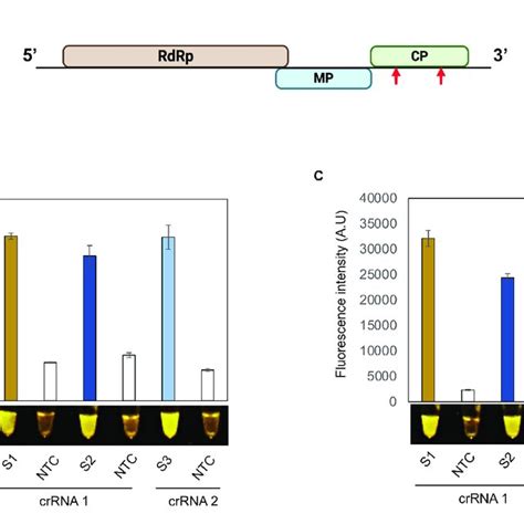 Overview Of The Iscan Op Detection Assay Schematic Illustration Of