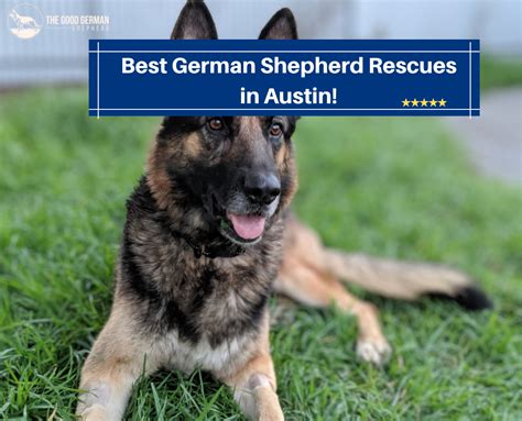 4 Best German Shepherd Rescue In Austin 2023 The Good German Shepherd