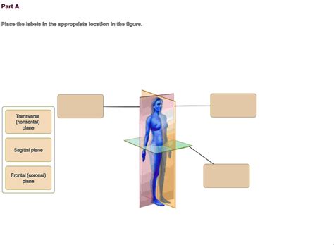 [get Answer] Part A Place The Labels In The Appropriate Location In The Figure Transverse