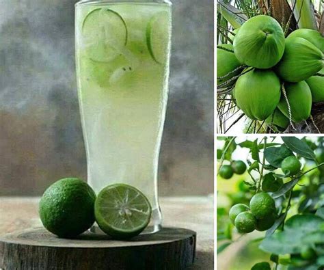 Limau Nipis Ubat Kencing Manis Jennifer Munoz