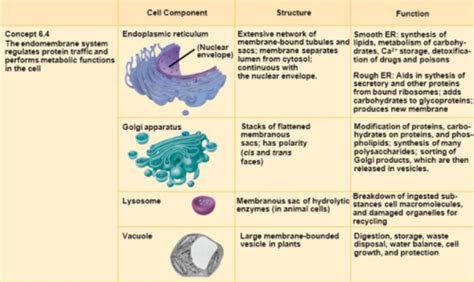 A Tour Of The Cell Chapter 6 Concepts Flashcards Quizlet