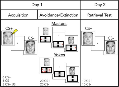 Experimental Paradigm A Schematic Sequence Of Events Of Acquisition Download Scientific