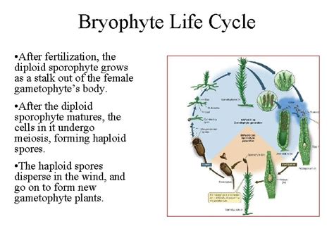 Sexual Reproduction In Plants Basic Plant Structure Plants