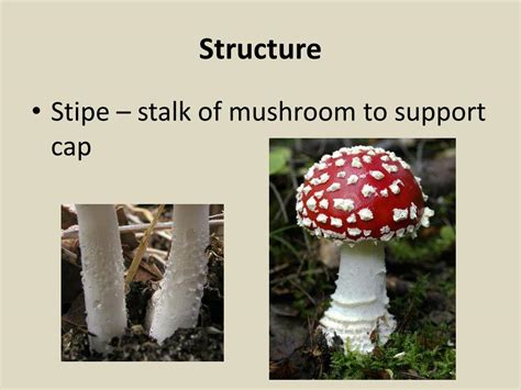 Ppt Kingdom Fungi Powerpoint Presentation Free Download Id3046843