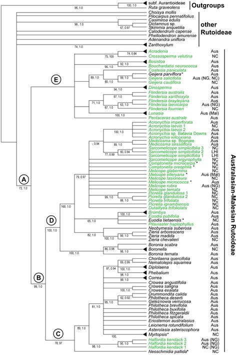 strict consensus of trees produced by mp analysis of combined rbcl and