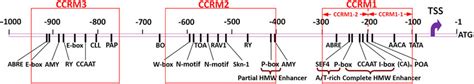 Conserved Cis Regulatory Modules Ccrms In Glu 1 Promoters Motif