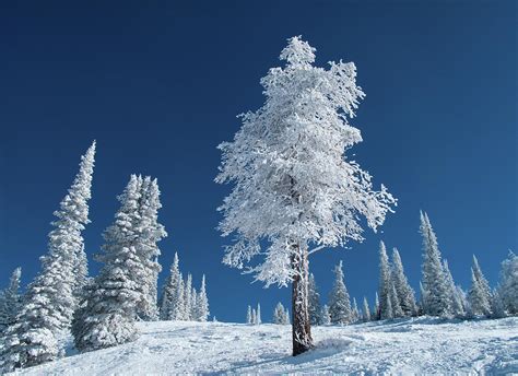 Frost On Trees