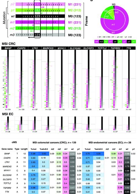 Mutational Pattern Distribution In Cms Based On Reframe Analysis A