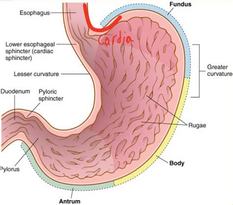 Digestive System Chapter 5 Flashcards Quizlet