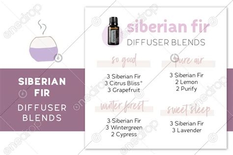 Siberian Fir Diffuser Blends Diffuser Blends Doterra Diffuser