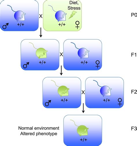 Monday Article 77 Epigenetic Inheritance Myth Or Reality