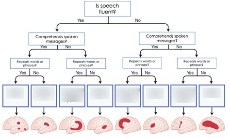 Types Of Aphasia Diagram Quizlet