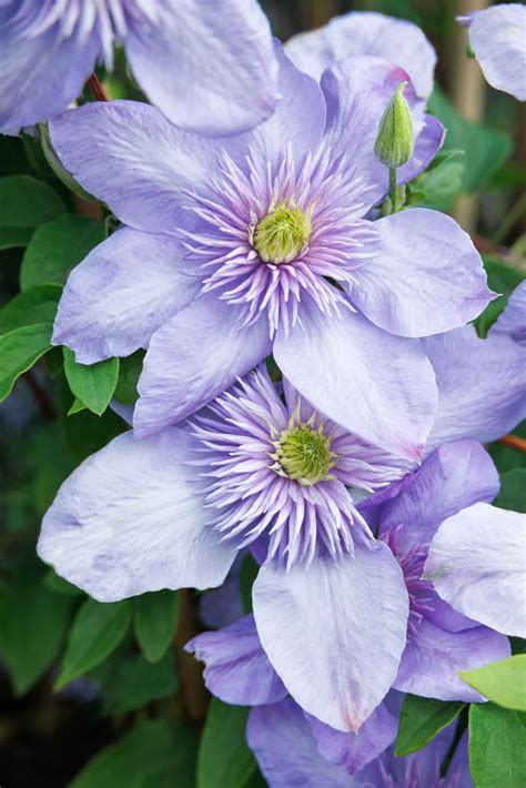 Clematis Varieties