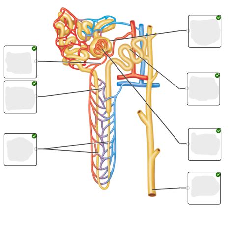 Nephron Diagram Quizlet
