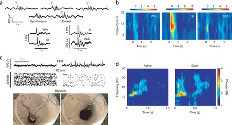 optical drive of trn generates neocortical spindle oscillations a