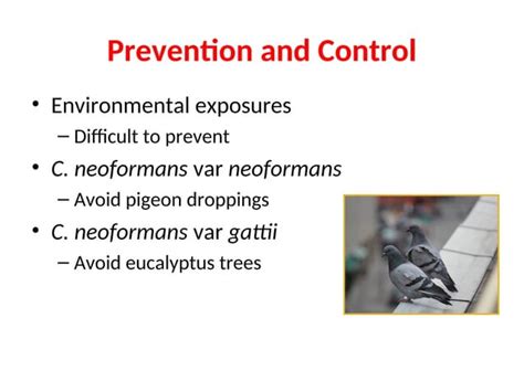 Cryptococcus Var Gattii Var Neoformans And Var Grubii Ppt
