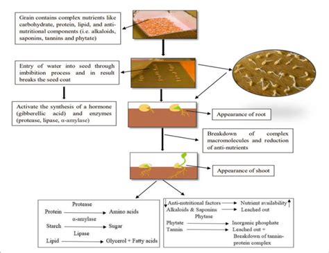 Figure Schematic Diagram Of The Germination Process Download
