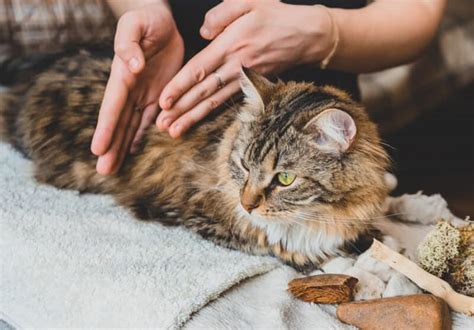 Veterinary Tcm Conventional Chinese Language Drugs Our Vet Explains