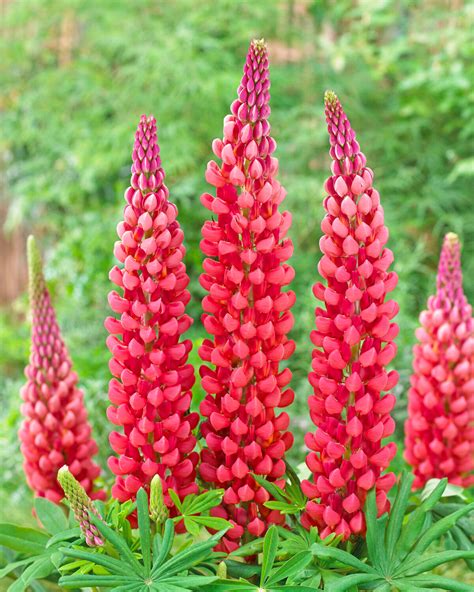 Lupinus Towering Inferno Bare Roots Buy Fiery Red Lupins Lupines