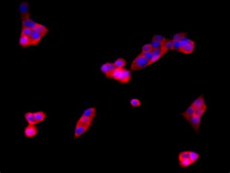 Ins 1e Rat Insulinoma Beta Cell Line Scc491