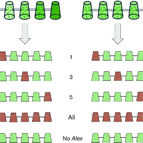 Setup Of The Experiment Nutrient Gradient On The Left Constant
