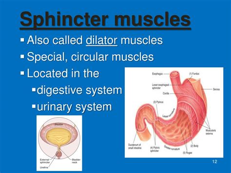 One Function Of Sphincter Muscles Is To At Gertrude Grant Blog