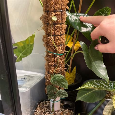 How Do I Propagate My Shingle Plant