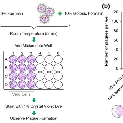 Inactivation Activities Of 10 Formalin And 10 Isotonic Formalin On Download Scientific